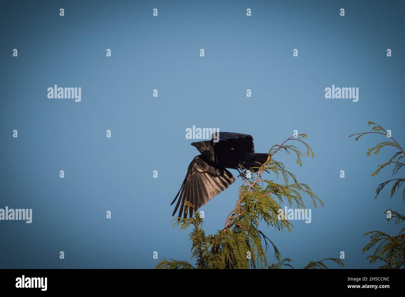 Crow flying by a tree hi-res stock photography and images - Alamy