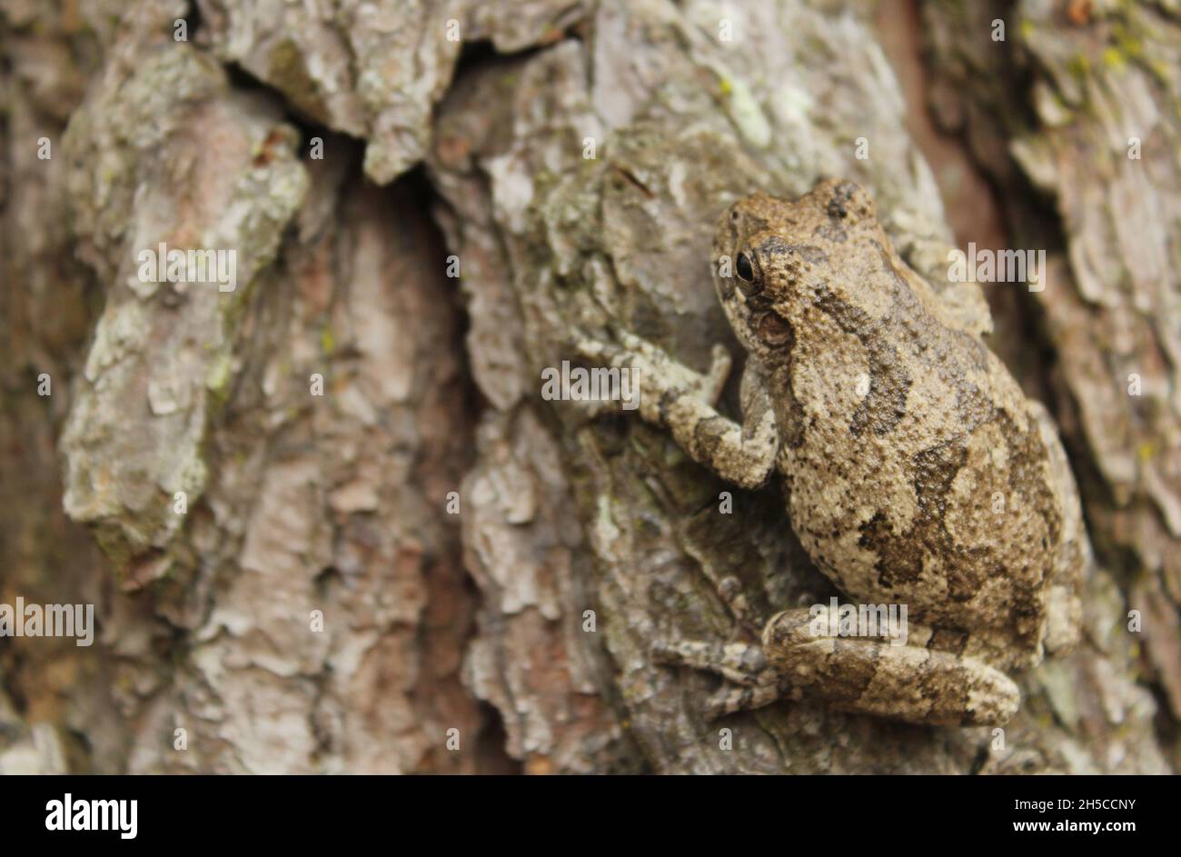 Gray Tree Frog Hyla chrysoscelis on pine tree in East Texas Stock Photo ...