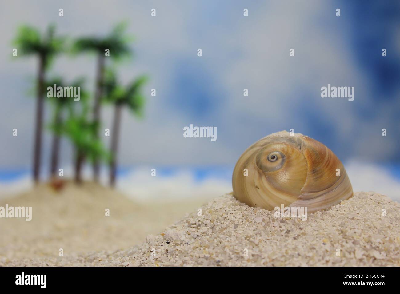 Sea Shell on Beach With Palm Trees in Background Shallow DOF Stock ...