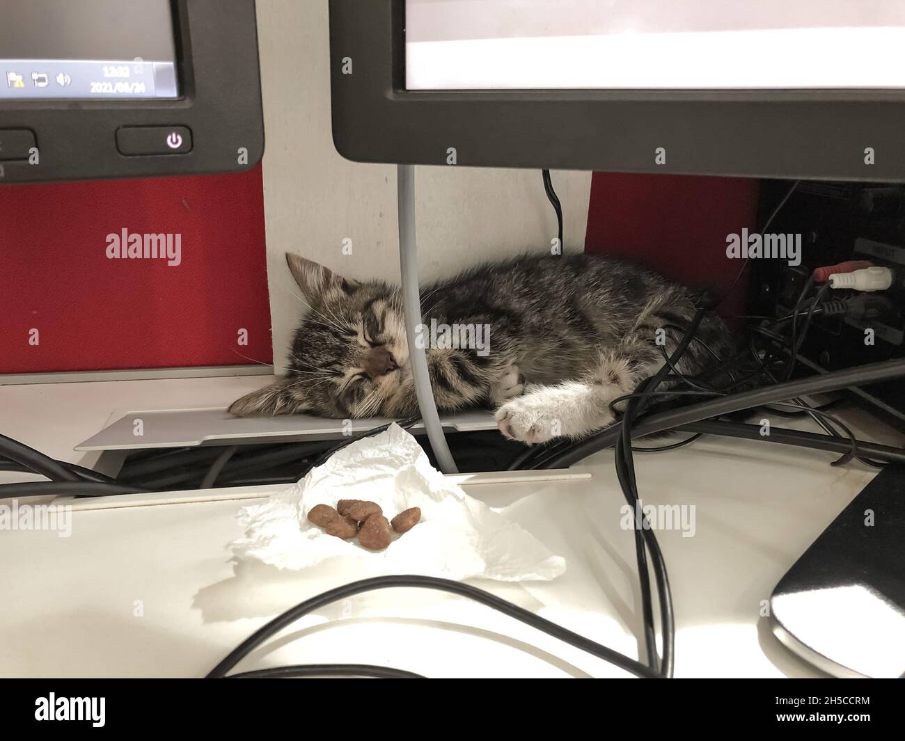 Cute kitten sleeping between two computer monitors Stock Photo - Alamy