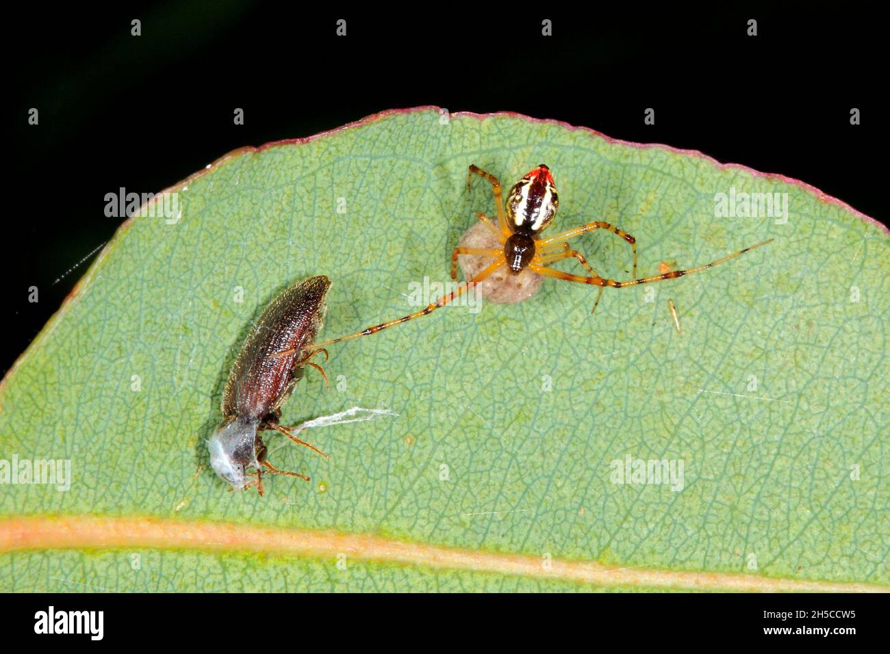 Cobweb Spider, female with egg sac, Theridion pyramidale. Also known as ...