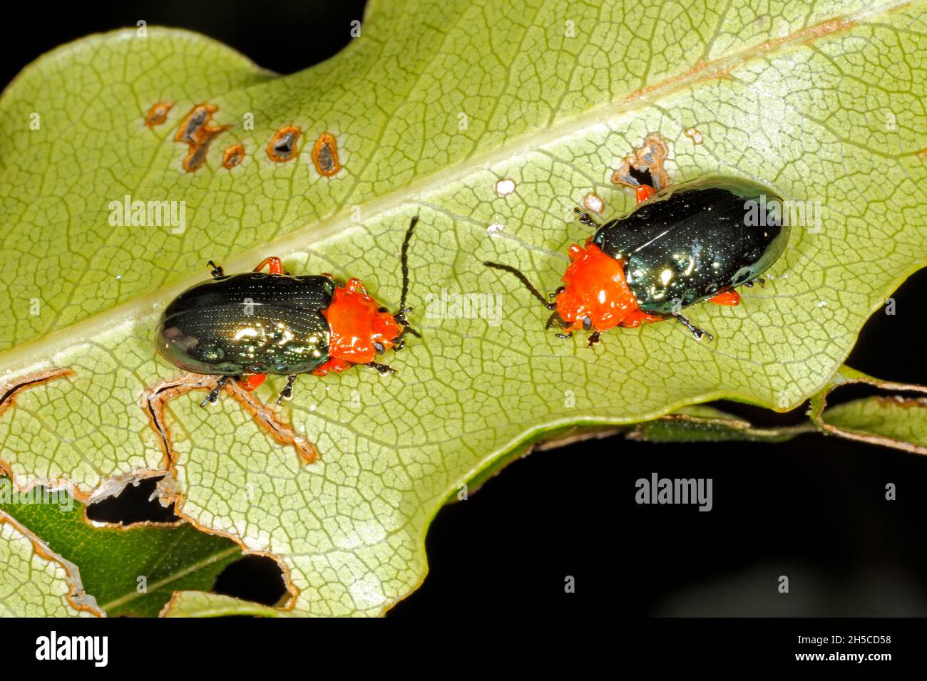 Beetles of australia hi-res stock photography and images - Alamy