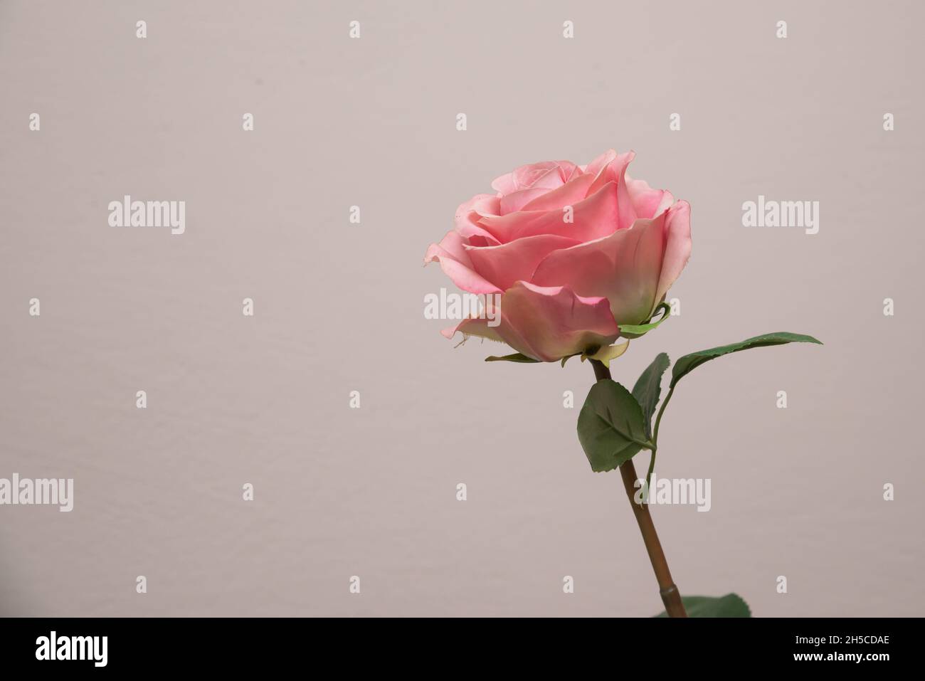 Rose flower with thorns hi-res stock photography and images - Alamy