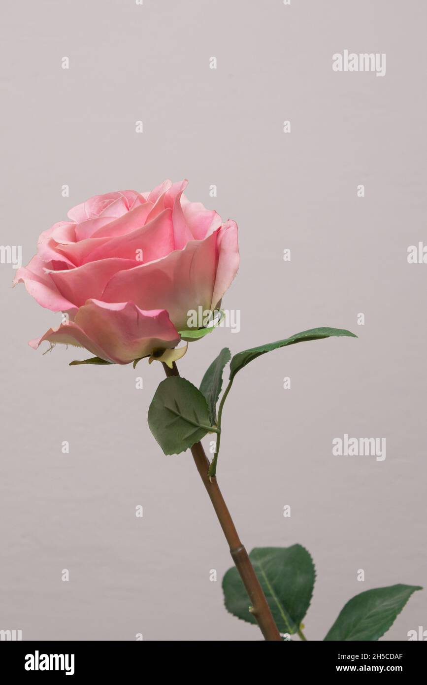 Rose flower with thorns hi-res stock photography and images - Alamy