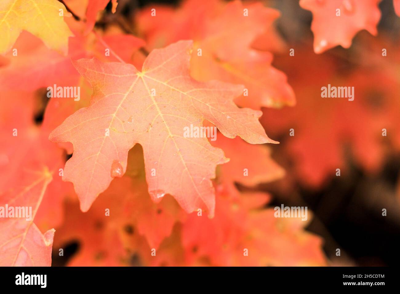 Maple tree loop hi-res stock photography and images - Alamy