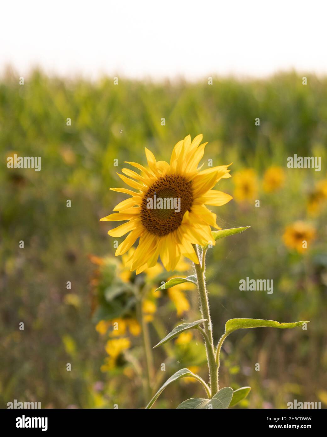 Sunflower on the side of a cornfield Stock Photo - Alamy