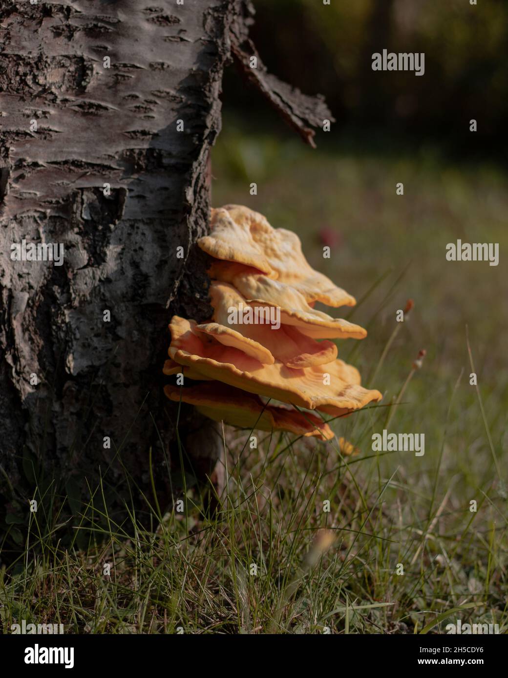some yellow mushrooms on a tree trunk Stock Photo - Alamy