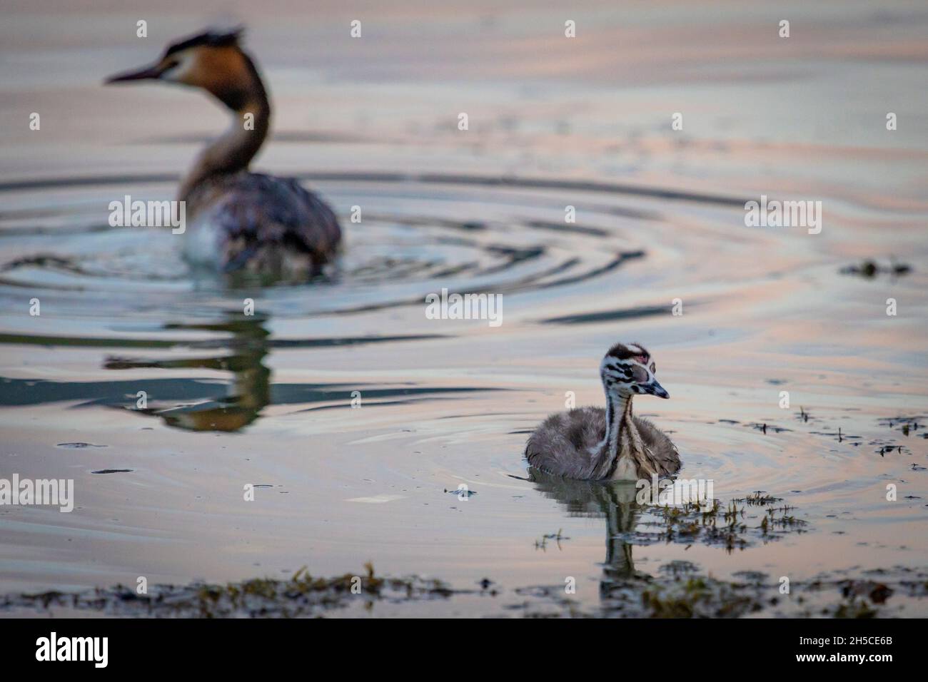 great crested grebe mother and her baby at the Lake Constance Stock ...