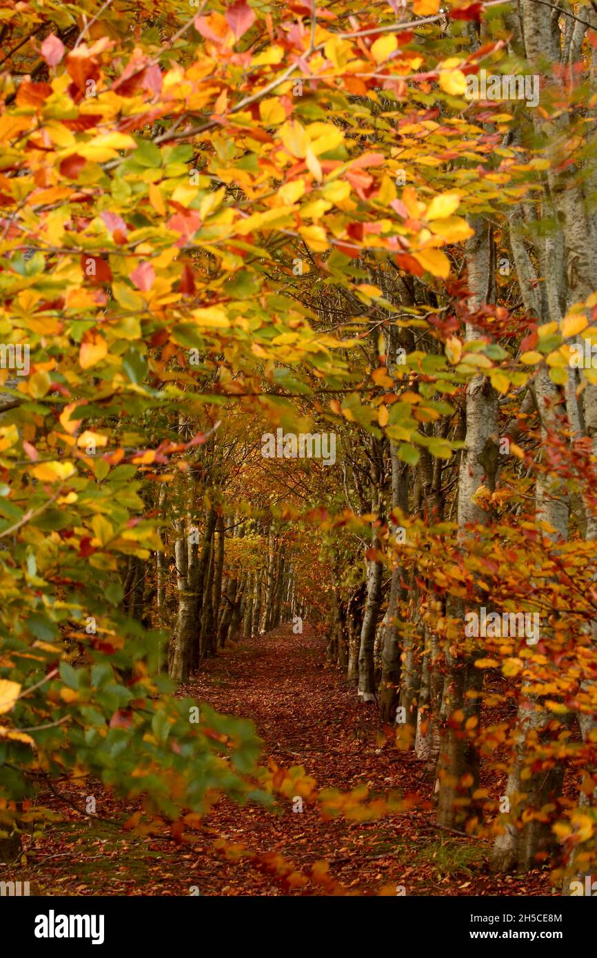 Beech tree avenue hi-res stock photography and images - Alamy