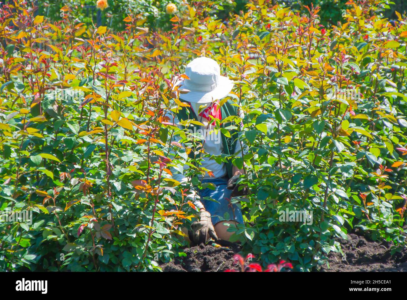 Tending your plants hi-res stock photography and images - Alamy