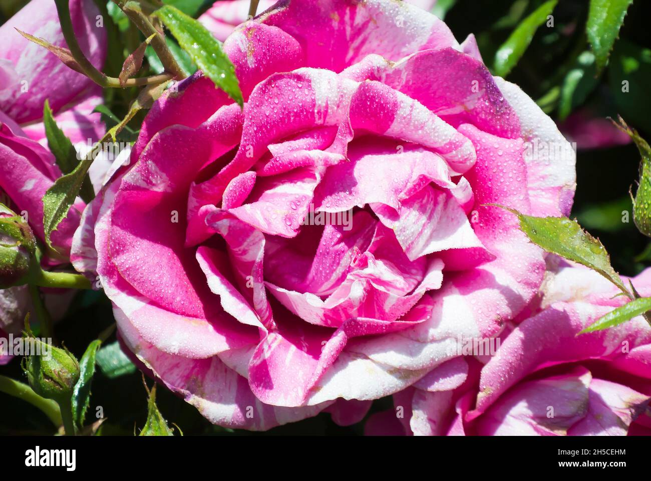 Variegated rose hi-res stock photography and images - Alamy