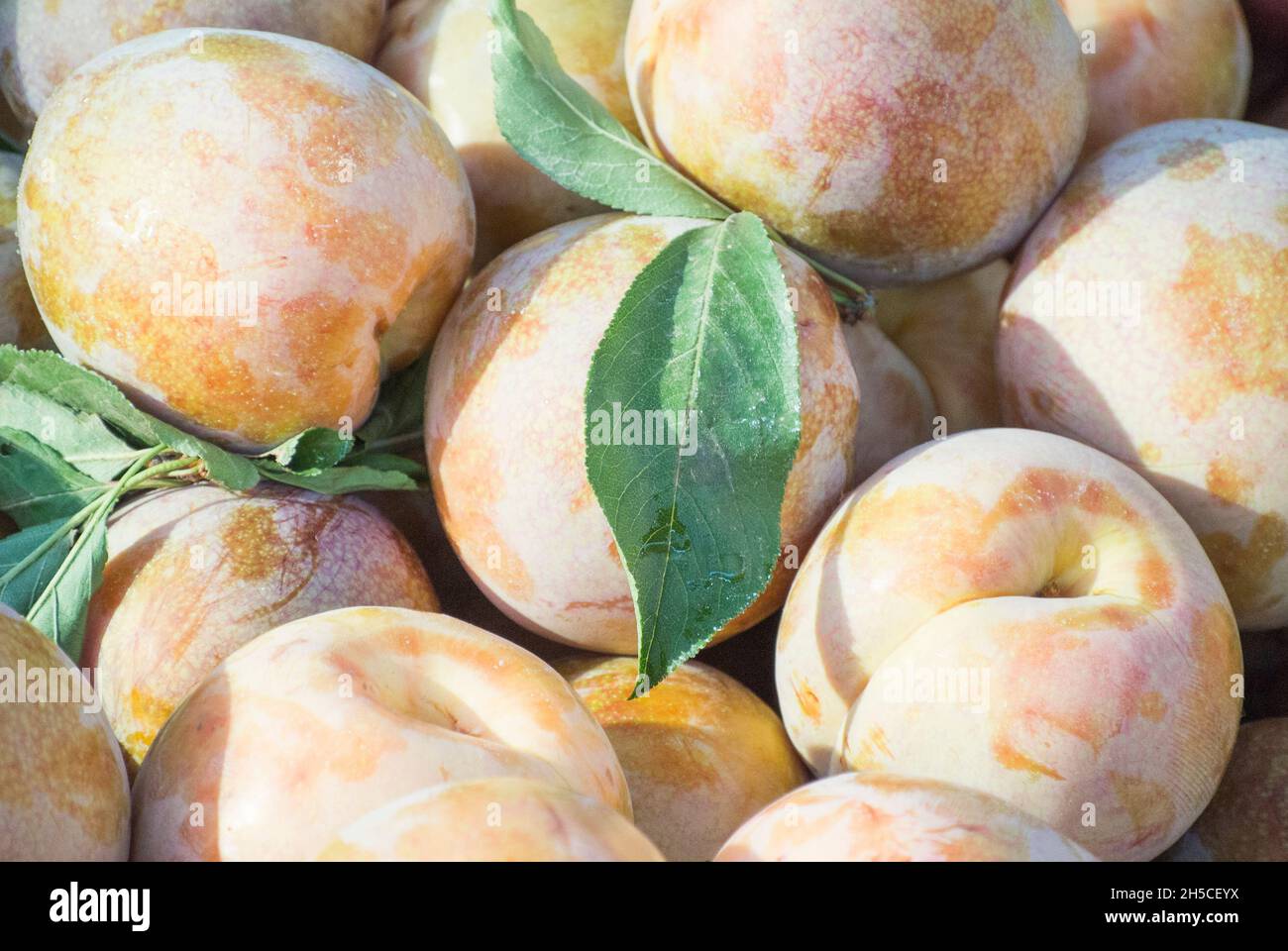 Full view partial close hi-res stock photography and images - Alamy