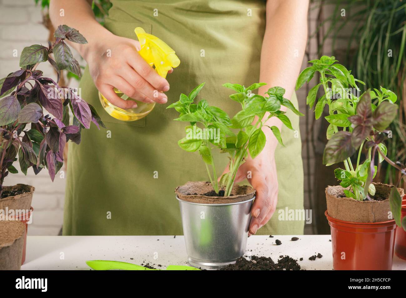 people, gardening, flower planting and profession concept - close up of ...