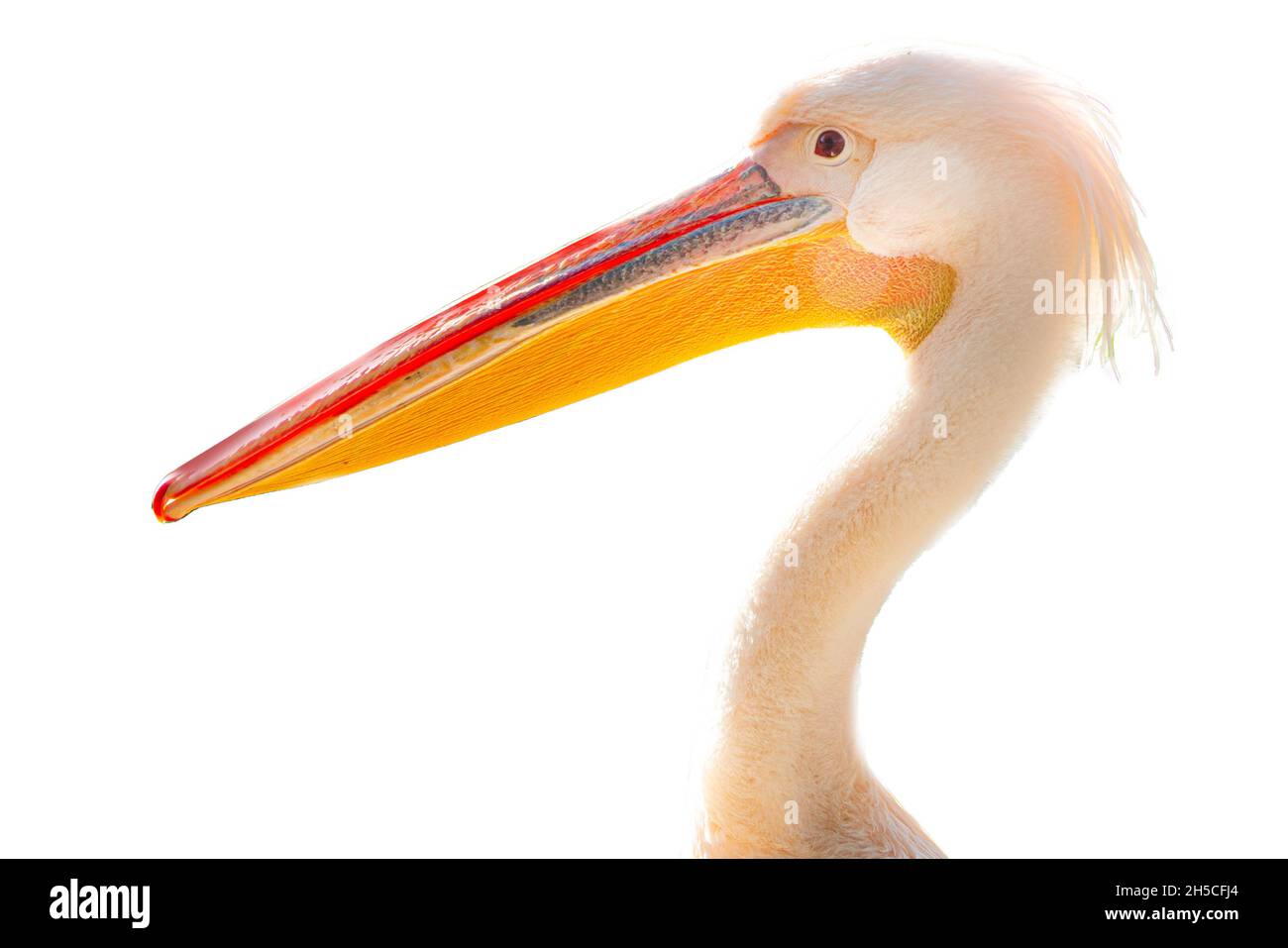 Exotic study Cut Out Stock Images & Pictures - Alamy