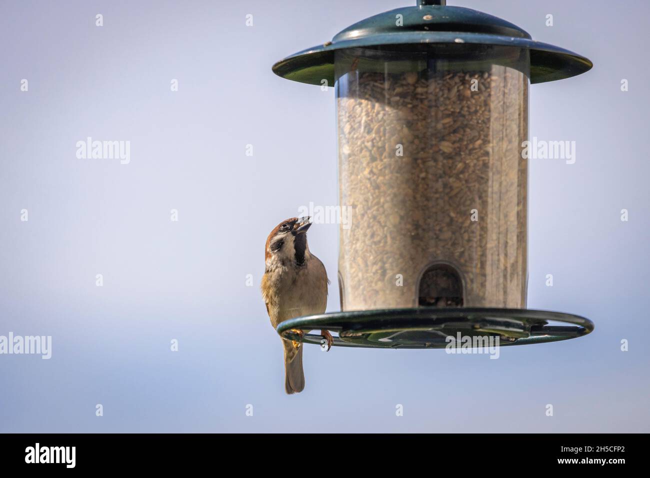 Sparrow austria hi-res stock photography and images - Alamy