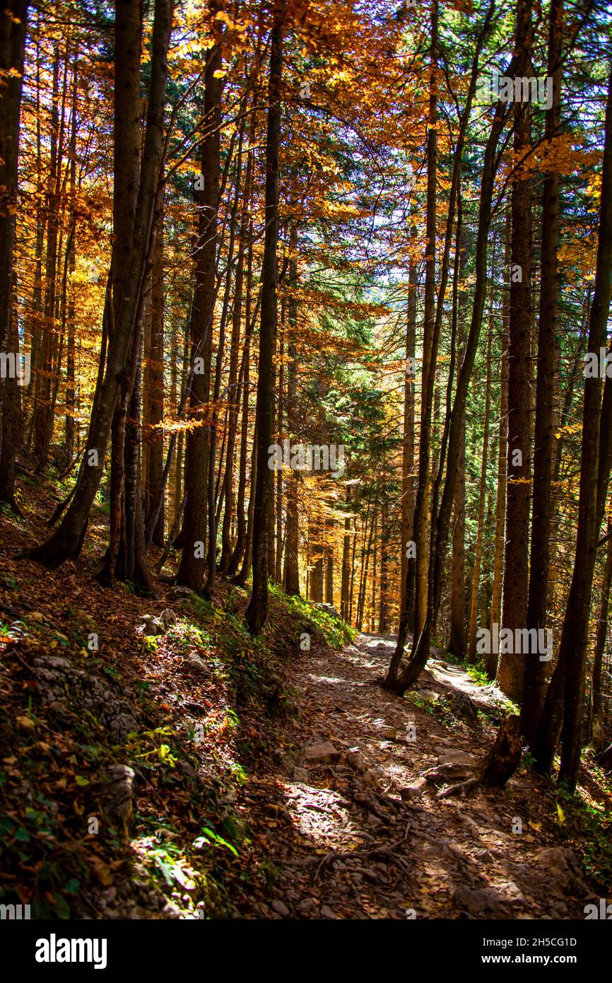 Path trough the forestsbig colorful trees in the autumn Stock Photo - Alamy