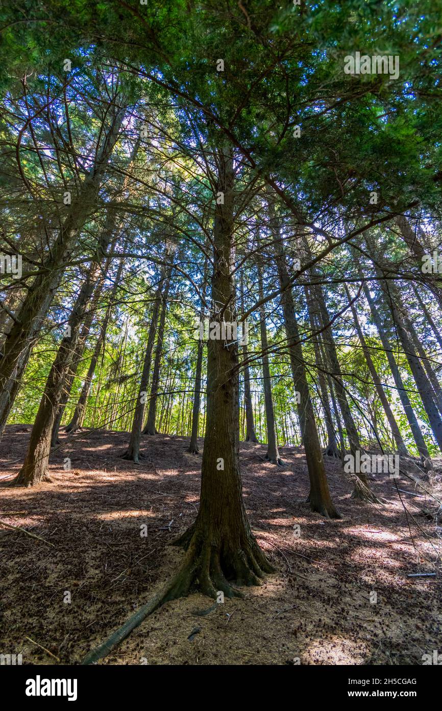 Duncton mill hi-res stock photography and images - Alamy
