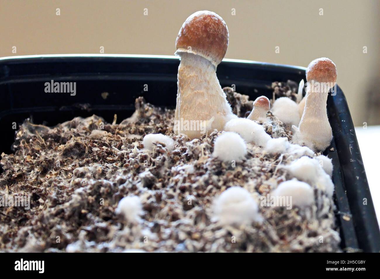 Growing mushrooms container hi-res stock photography and images - Alamy