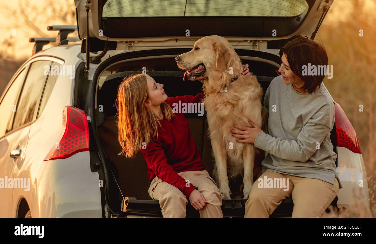 Golden retriever in car hi-res stock photography and images - Alamy