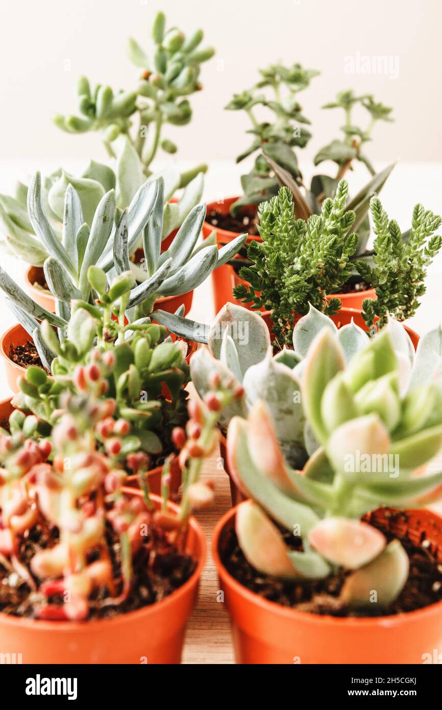 arrangement of the succulents or cactus succulents Stock Photo - Alamy