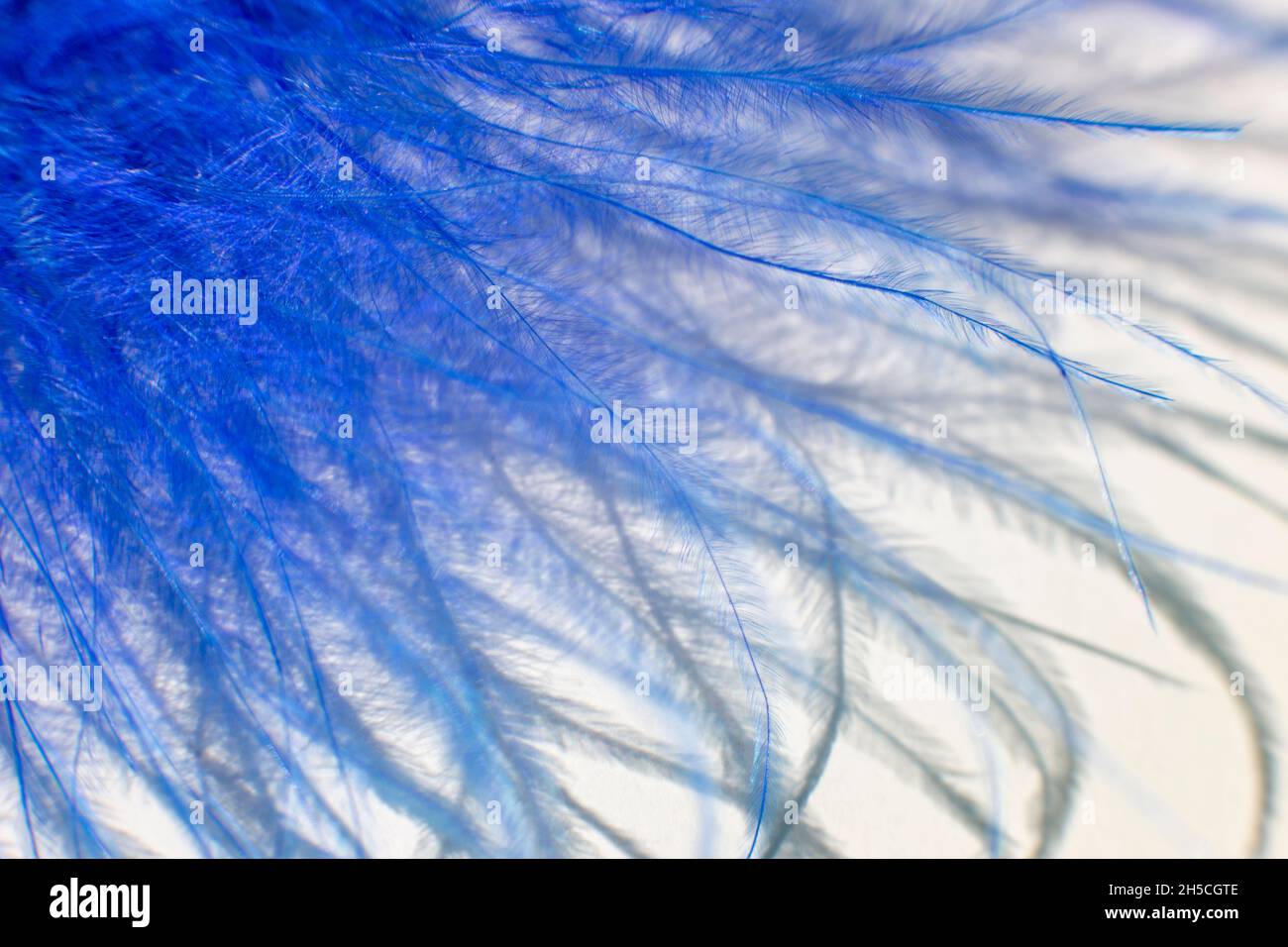 Fluff of blue feather bird close up Stock Photo - Alamy