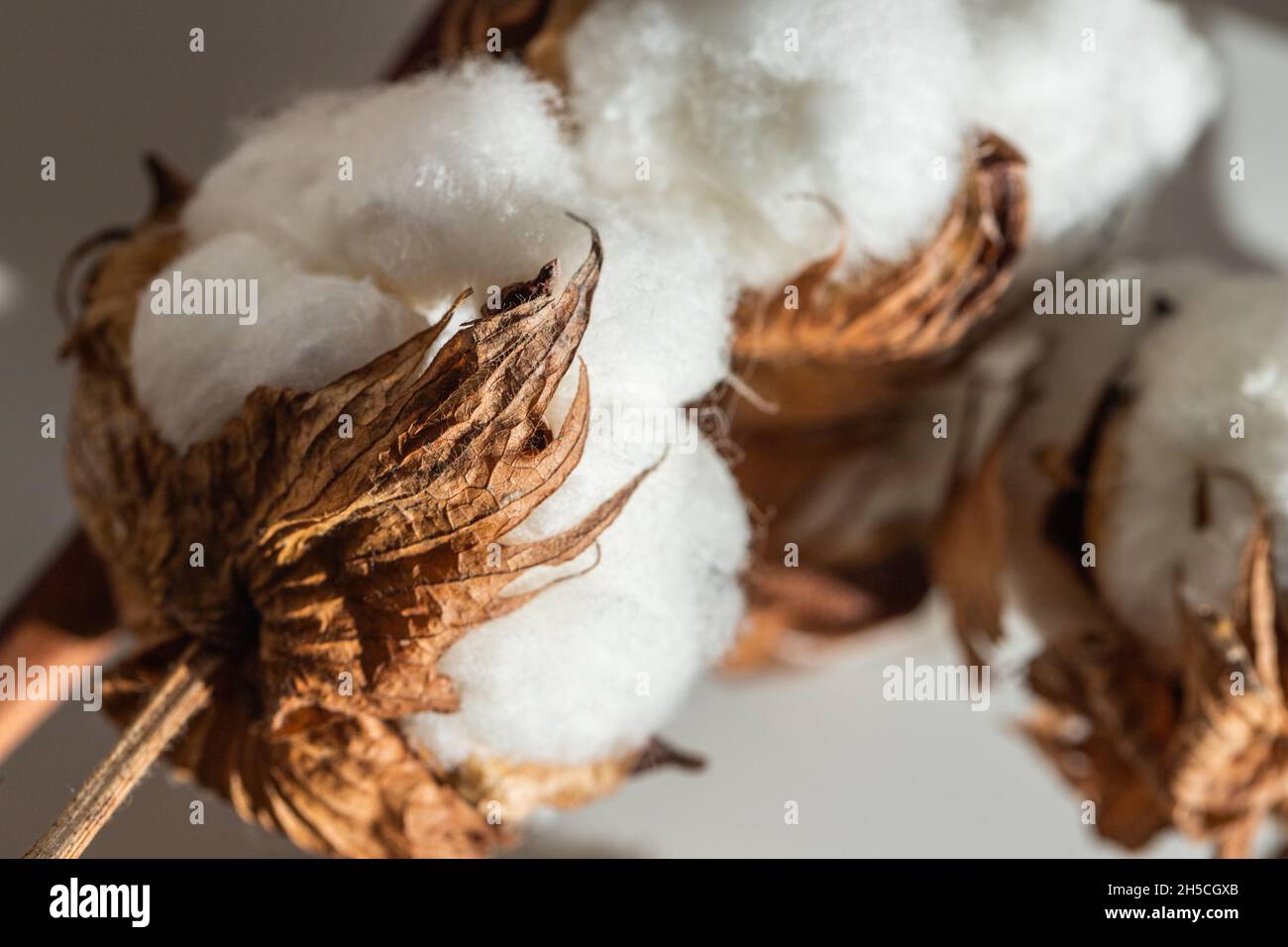 Dry inflorescences of cotton. Macro photo. The texture of cotton fibers ...