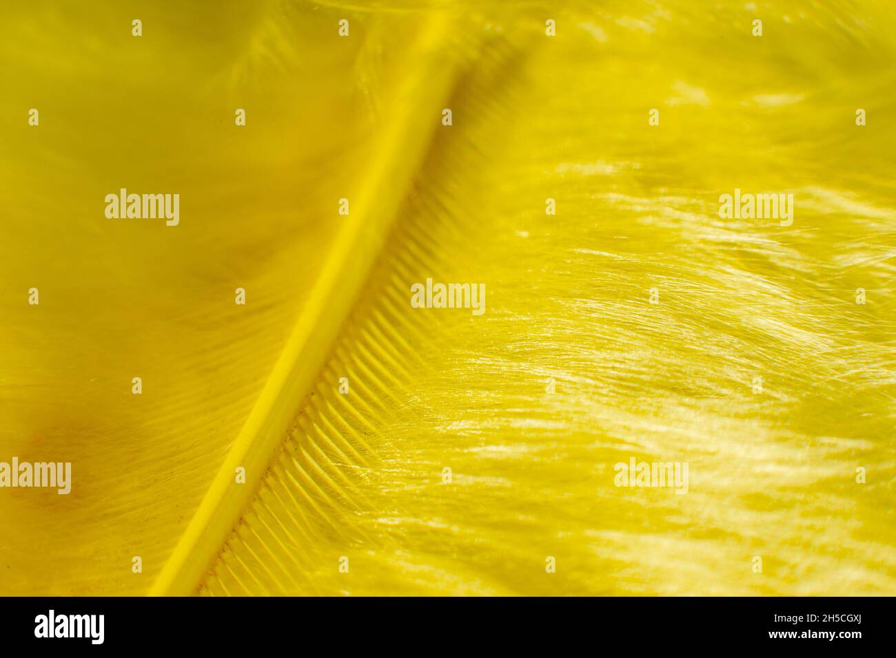 Yellow color bird hi-res stock photography and images - Alamy
