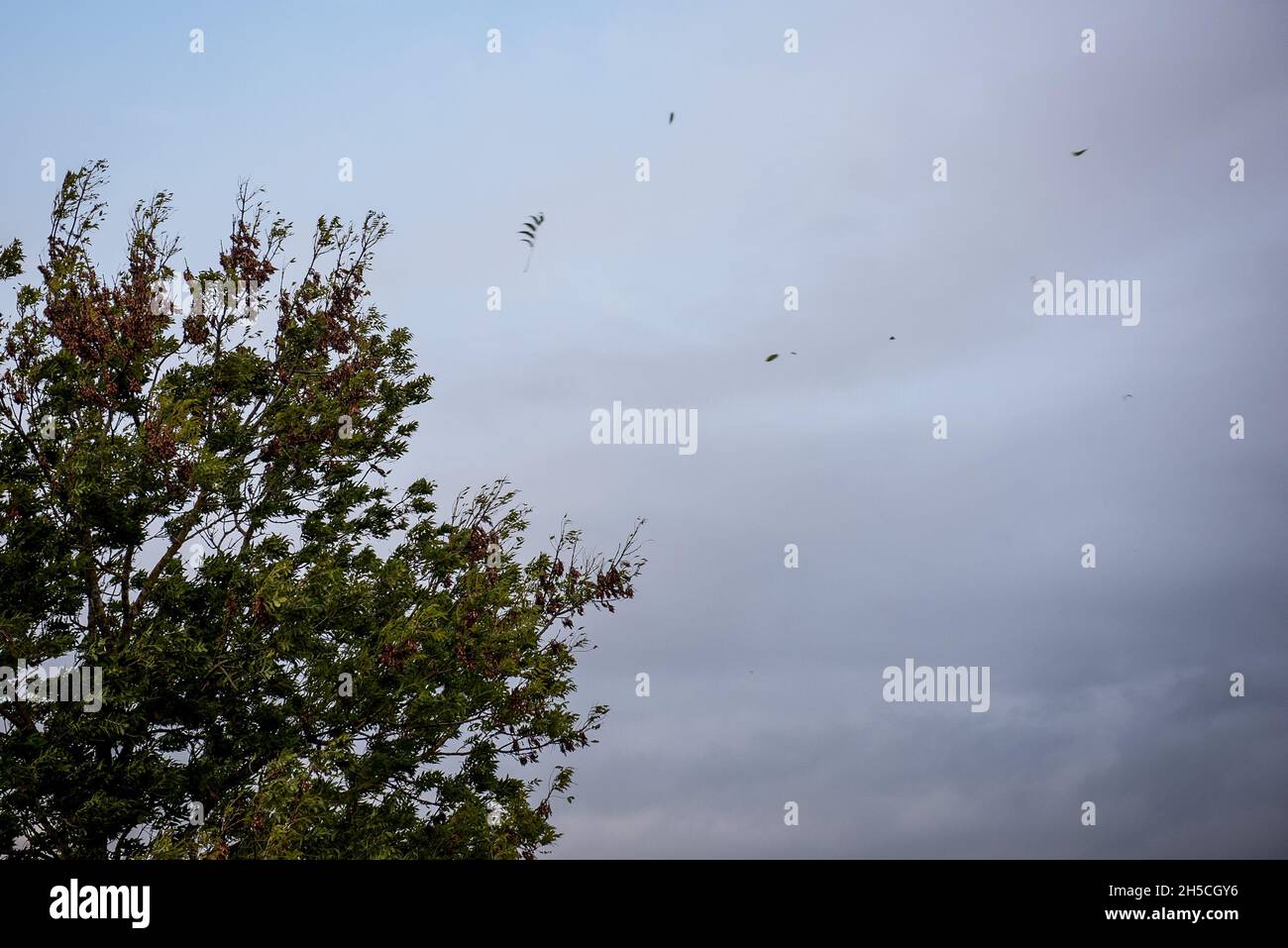 Autumn - Wind and Weather Stock Photo - Alamy