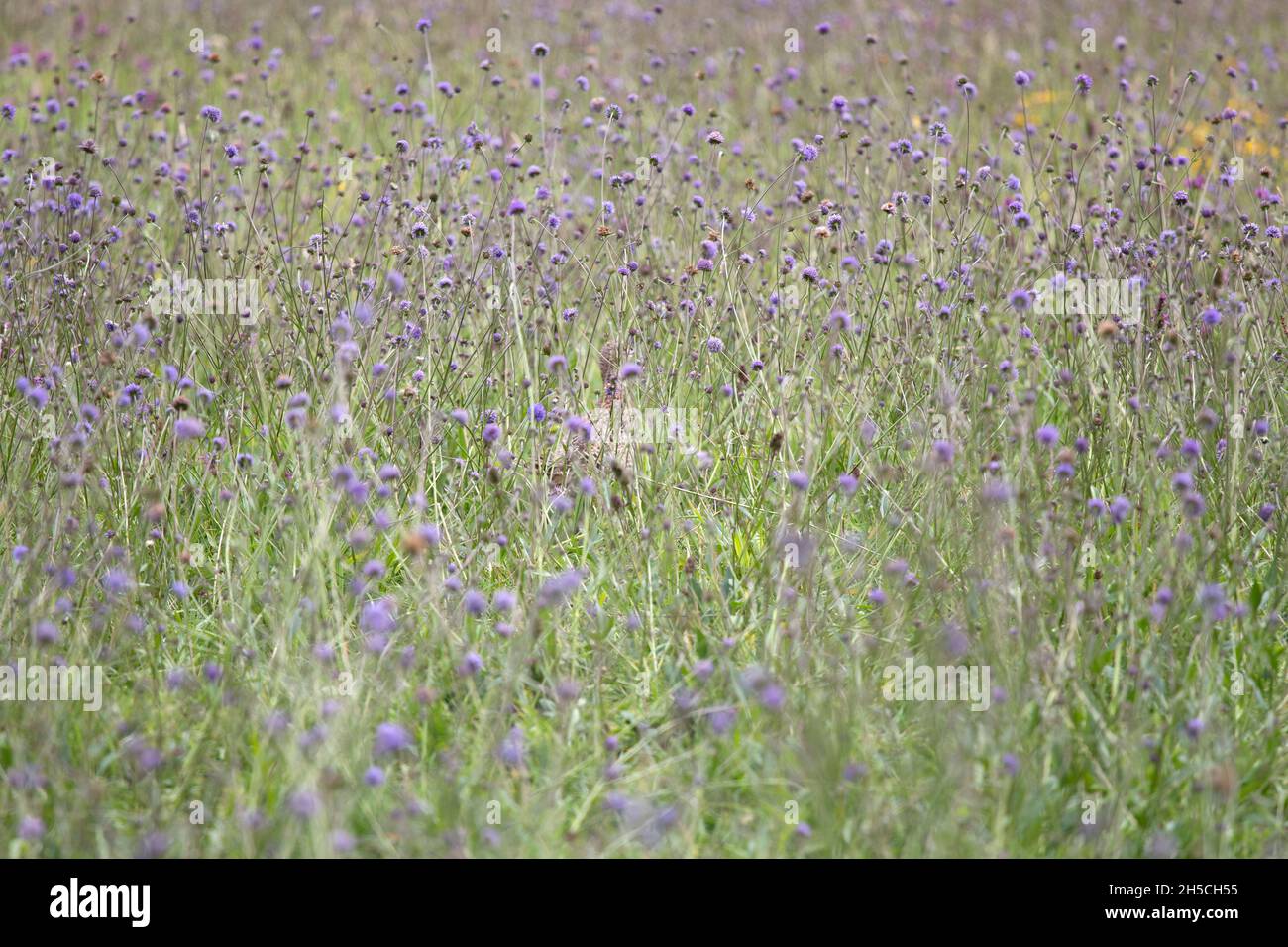 Pheasant Hidden In The Grass Stock Photo - Alamy