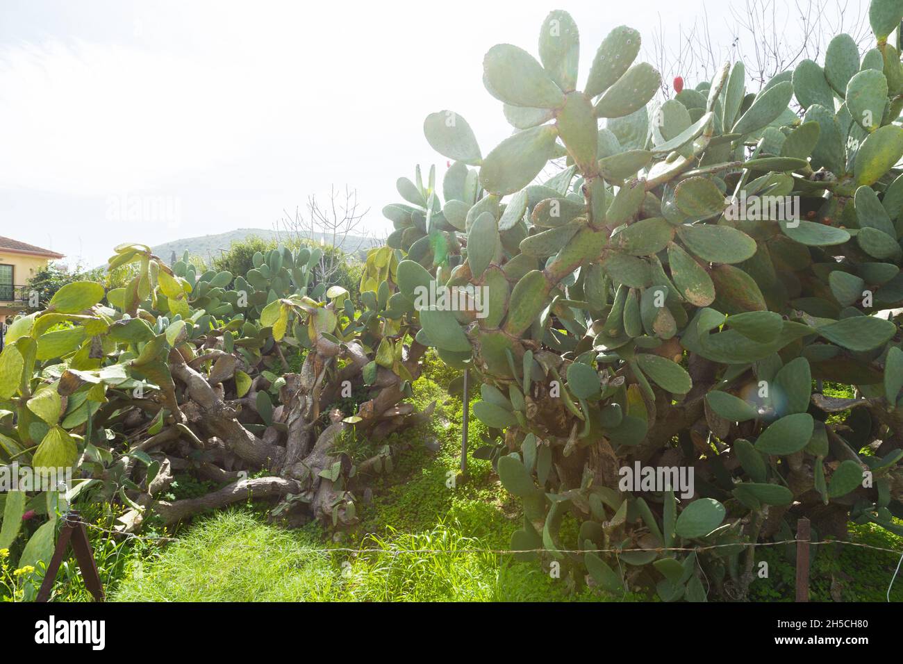 Forest tree shadow sunlight view. Spreading tree branch Stock Photo - Alamy