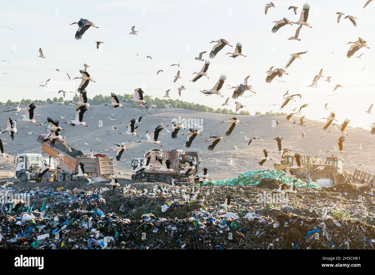 Group of seagulls flying at the landfill Stock Photo - Alamy