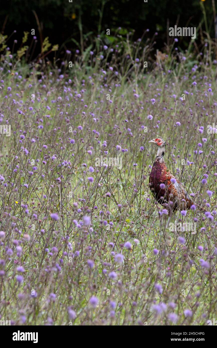 Pheasant green landscape animal wildlife hi-res stock photography and ...
