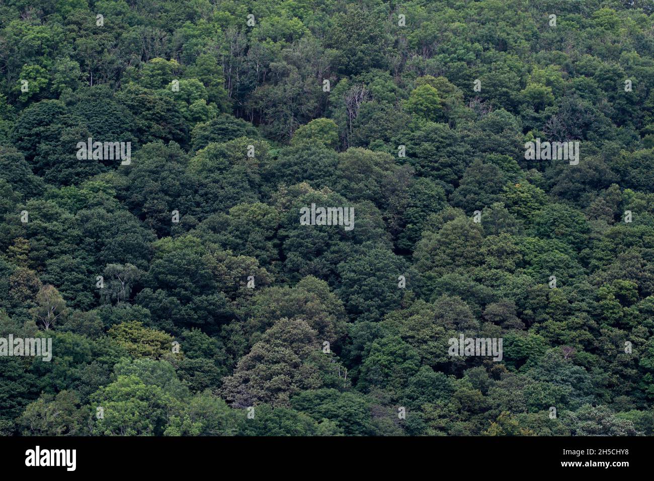 Collection Of Trees On A Mountain Side Stock Photo - Alamy