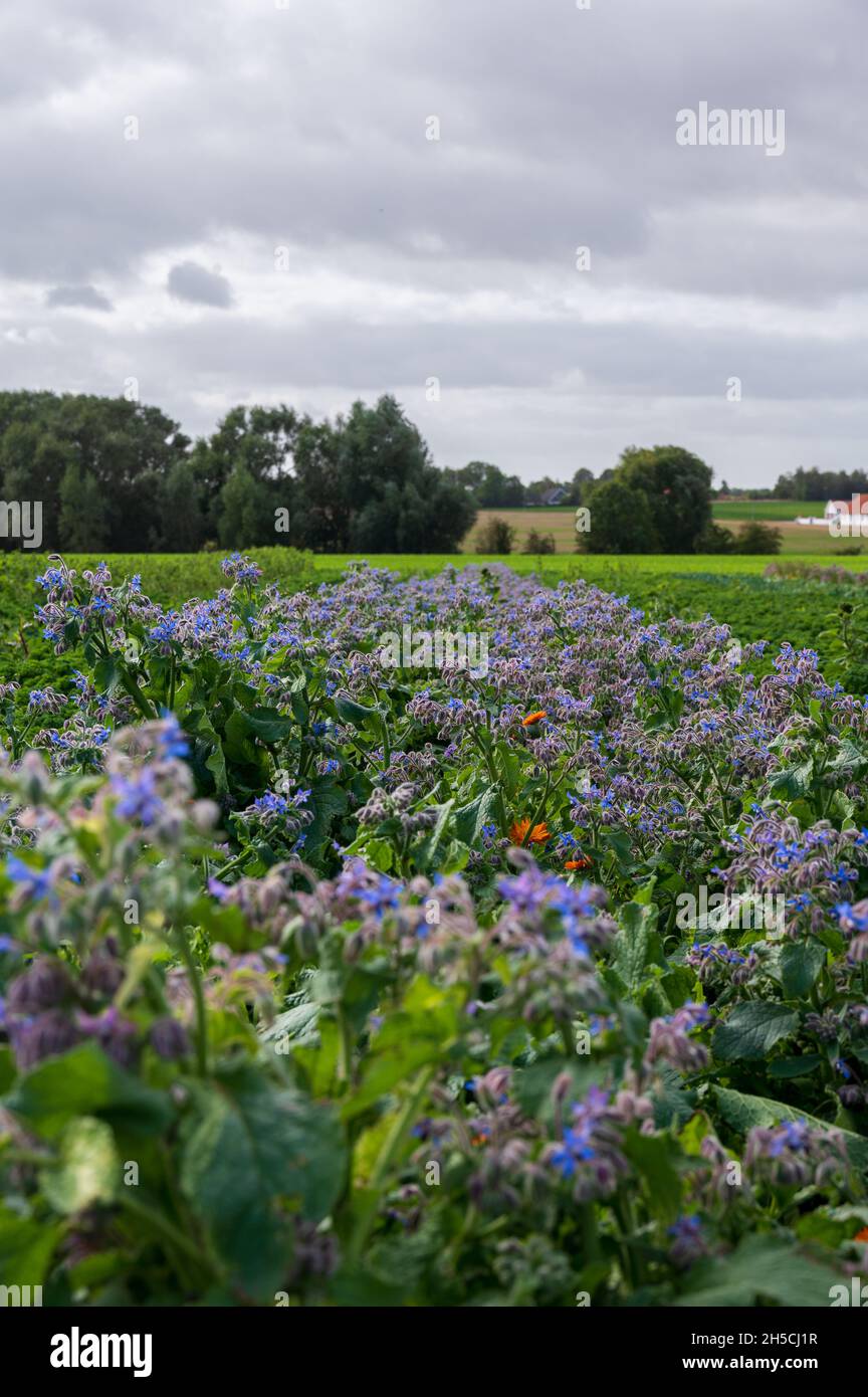 Fresh flower field on flat farmland landscape of Skåne Sweden Stock ...