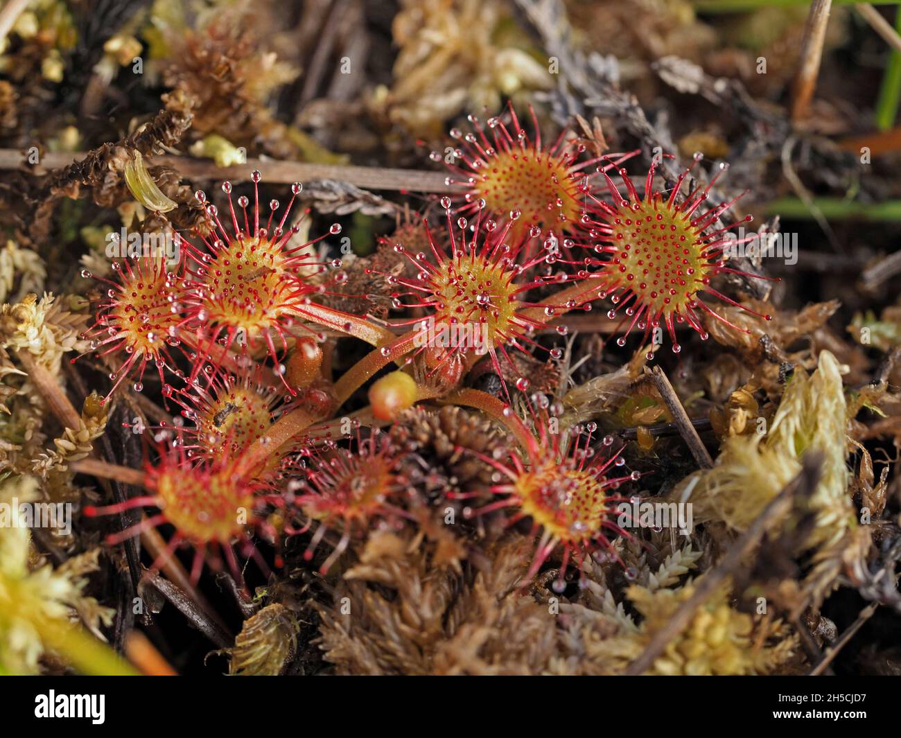 Sticky traps hi-res stock photography and images - Alamy