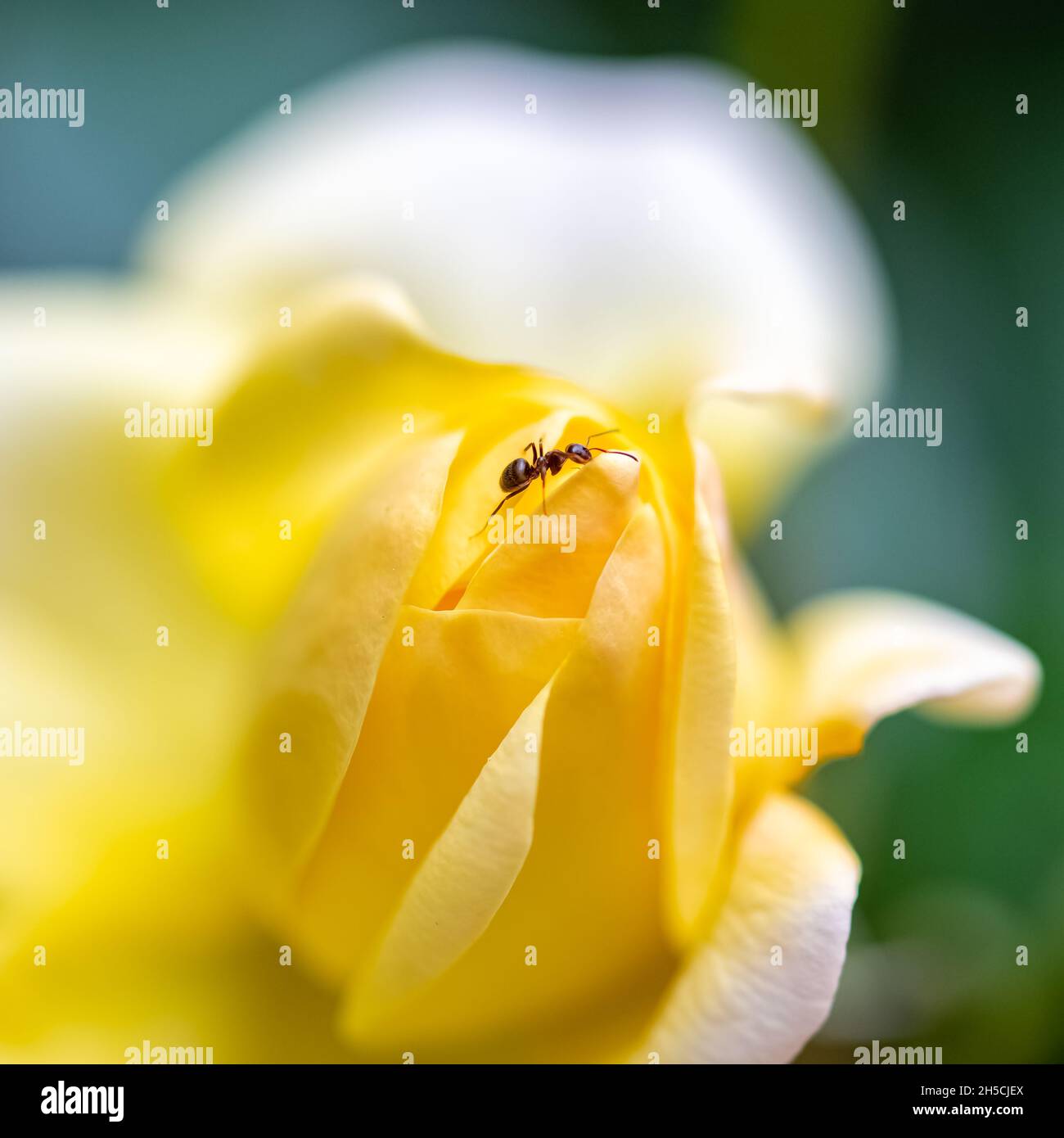 Ant walking on the yellow petals of a rose in spring Stock Photo - Alamy