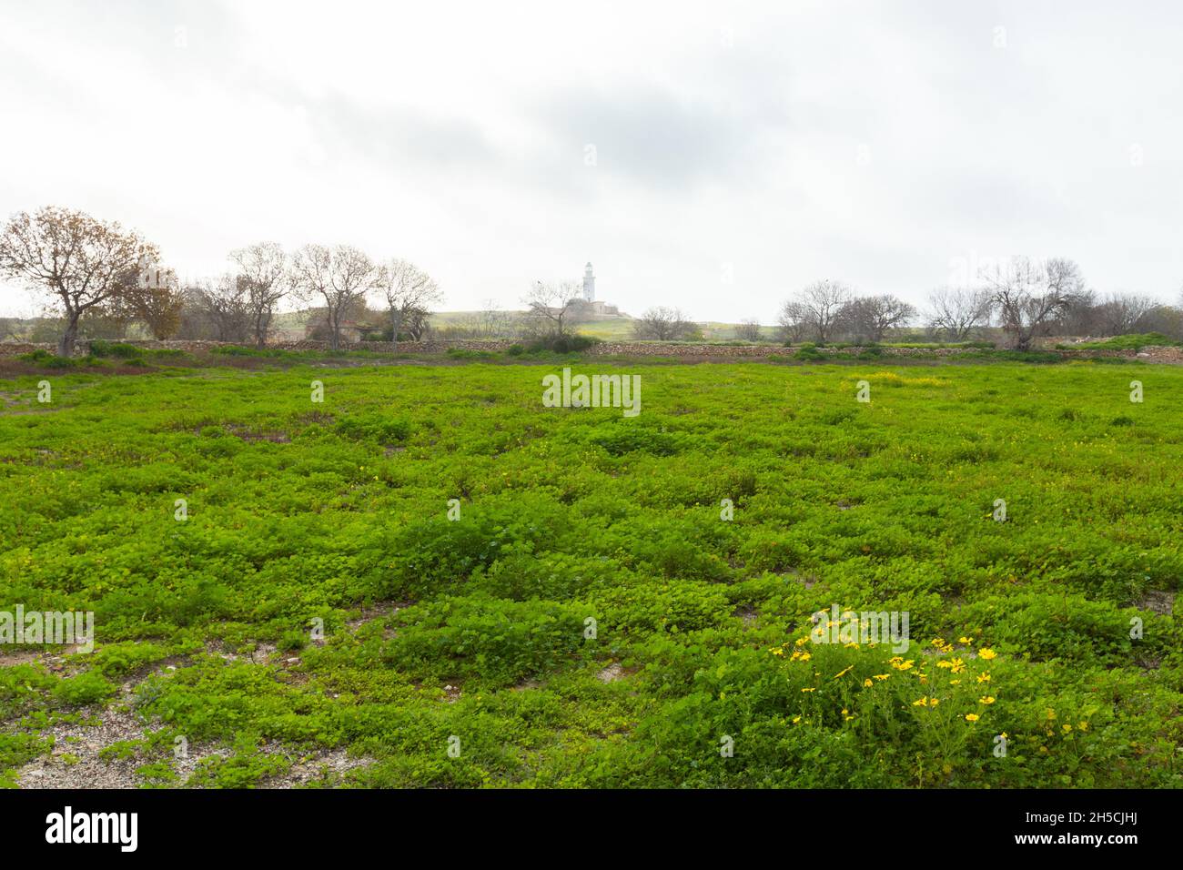 Rural field on early morning. Beautiful rural scene, Fresh green grass ...