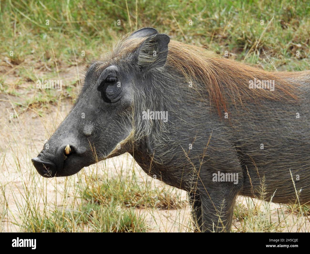 Beautiful view of warthog in Kruger National Park in South Africa Stock ...