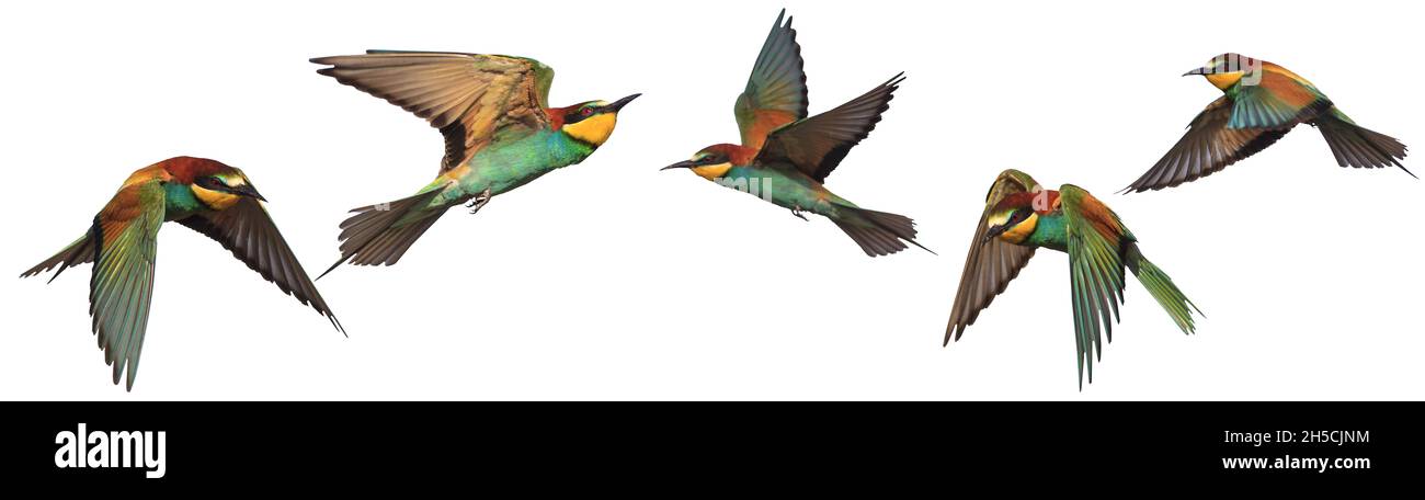 set of colorful birds in flight isolated on white Stock Photo - Alamy