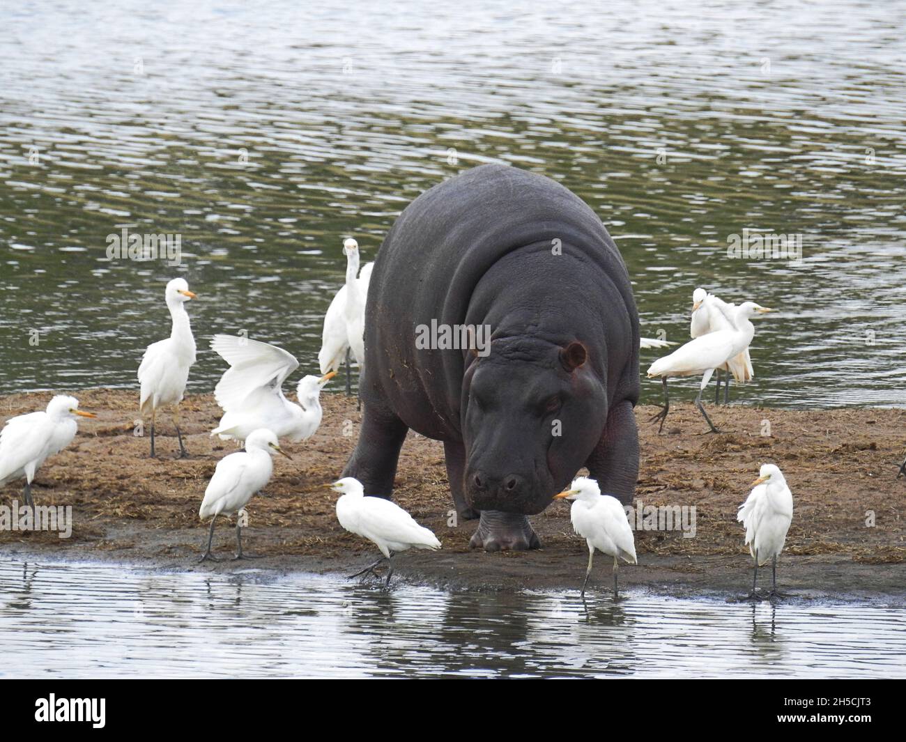 Beautiful view of Hippopotamus with the white herons in Kruger National ...