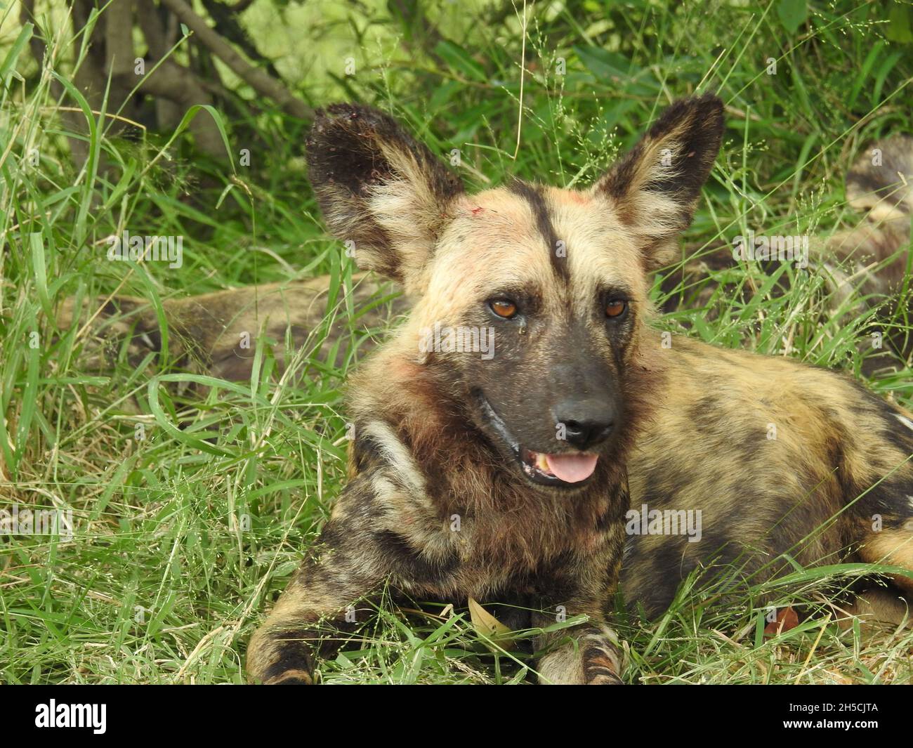 Beautiful view of hyena in Kruger National Park in Zuid Afrika Stock ...