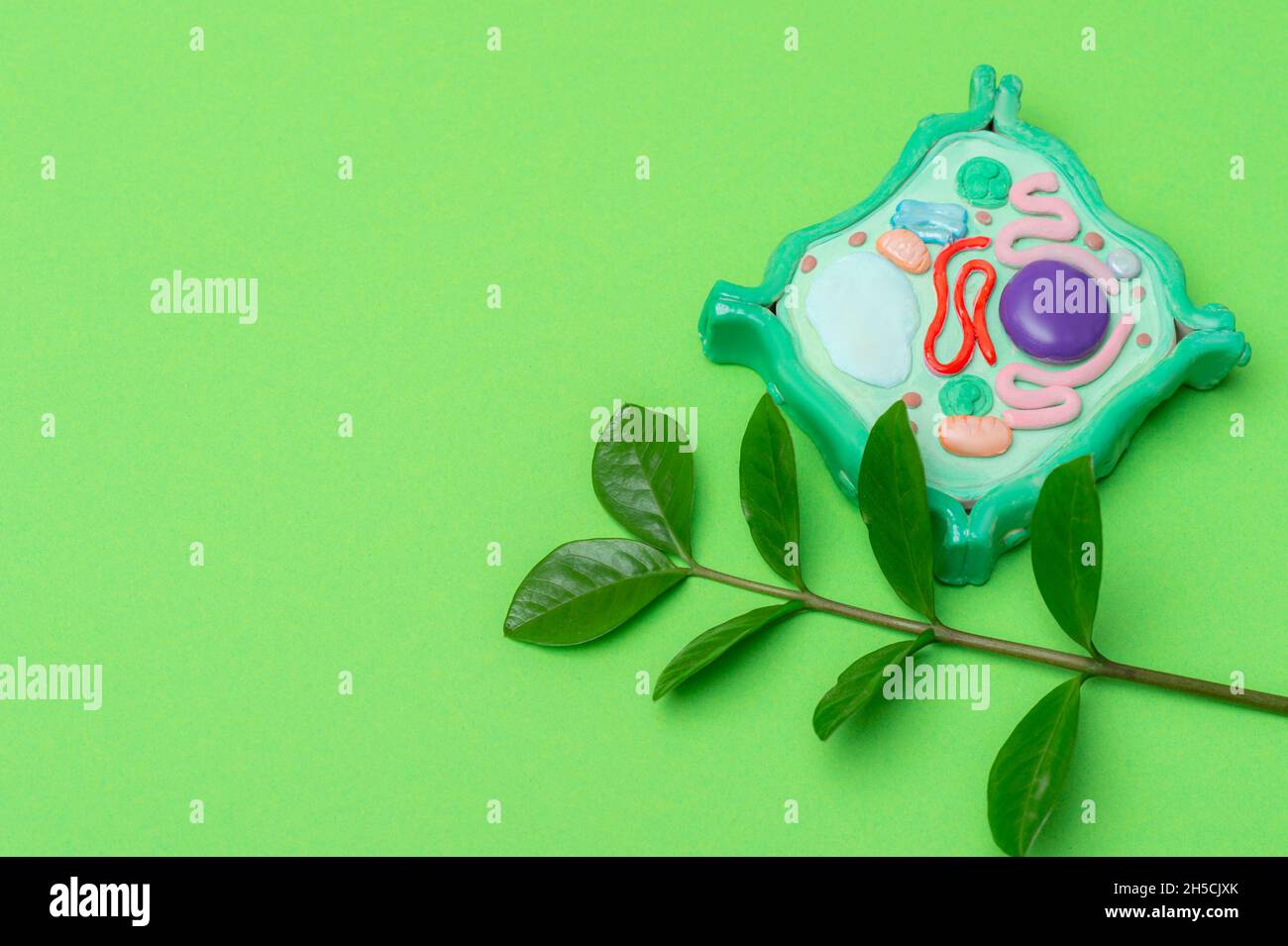Model of plant cell on green background. Green world and education ...