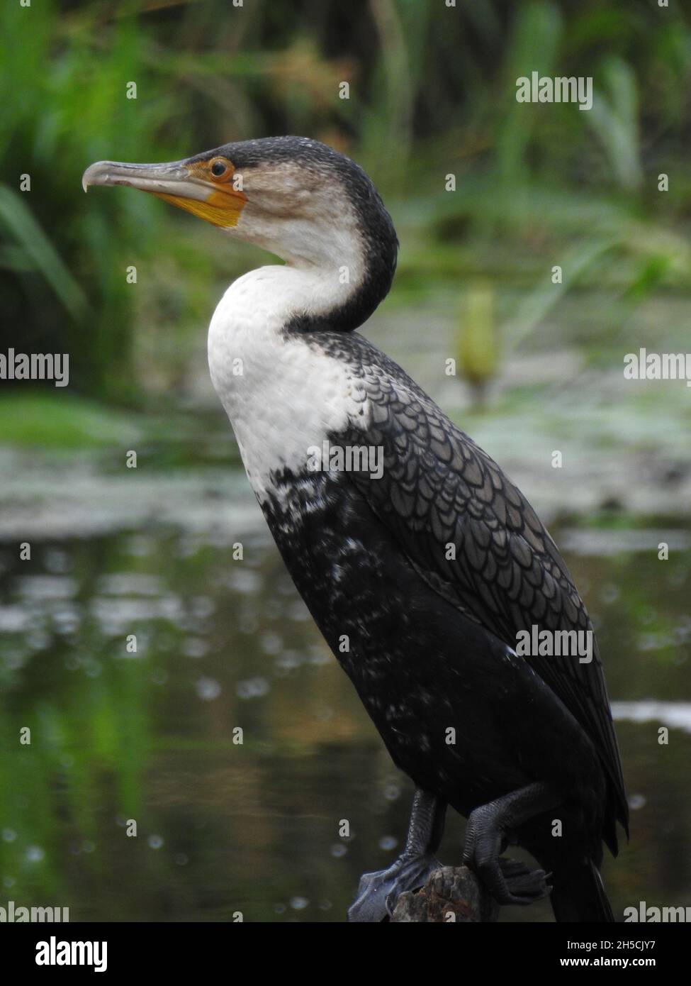 Beautiful view of Cormorant in Kruger National Park in South Africa ...