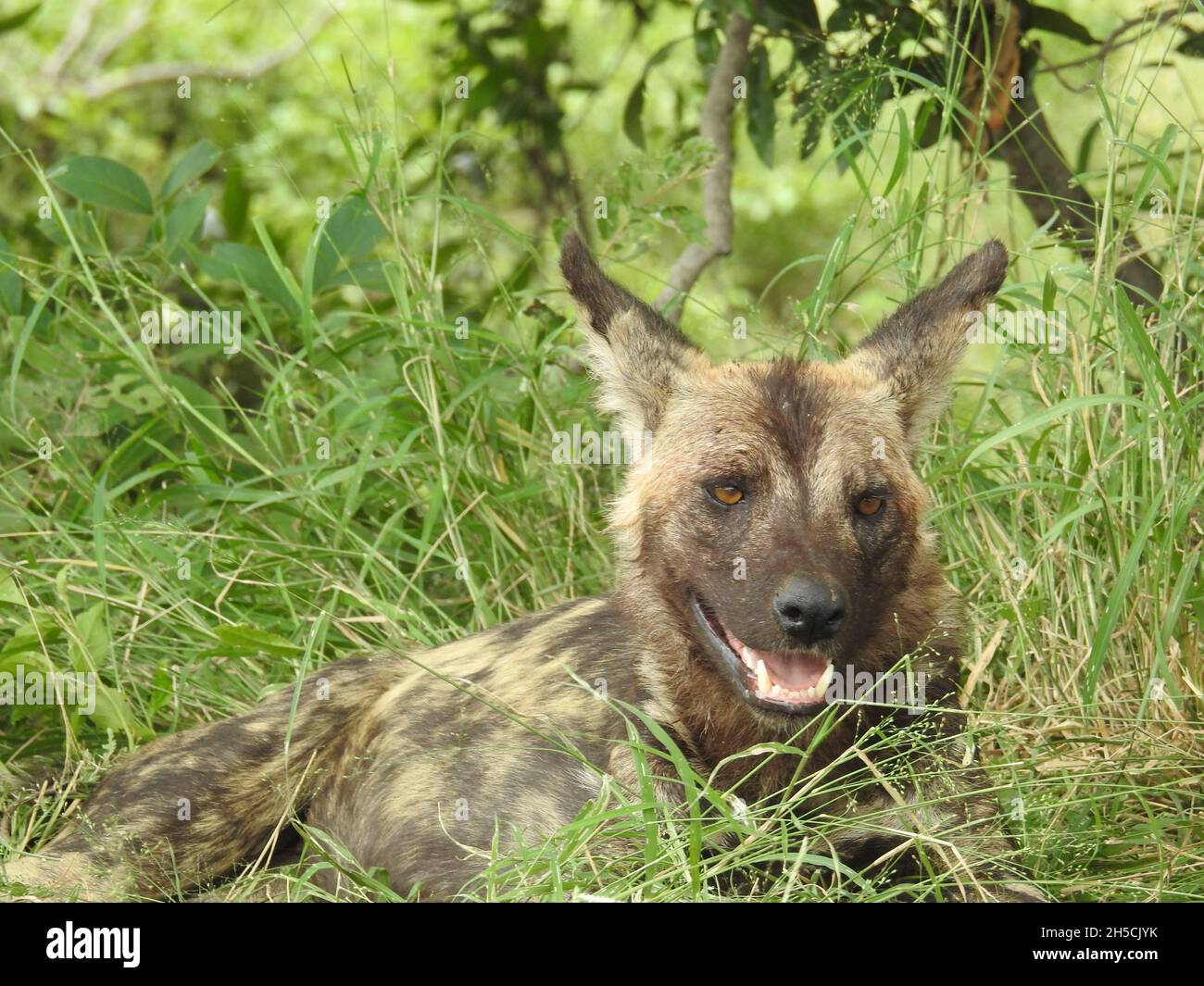 Beautiful view of hyena in Kruger National Park in Zuid Afrika Stock ...
