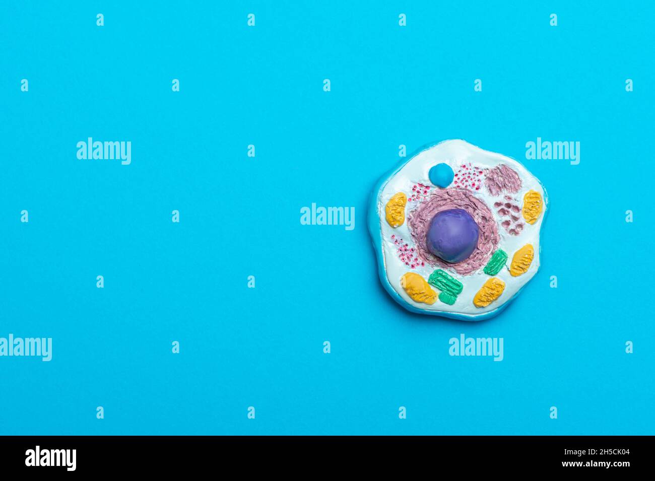 Human Cell Model Project