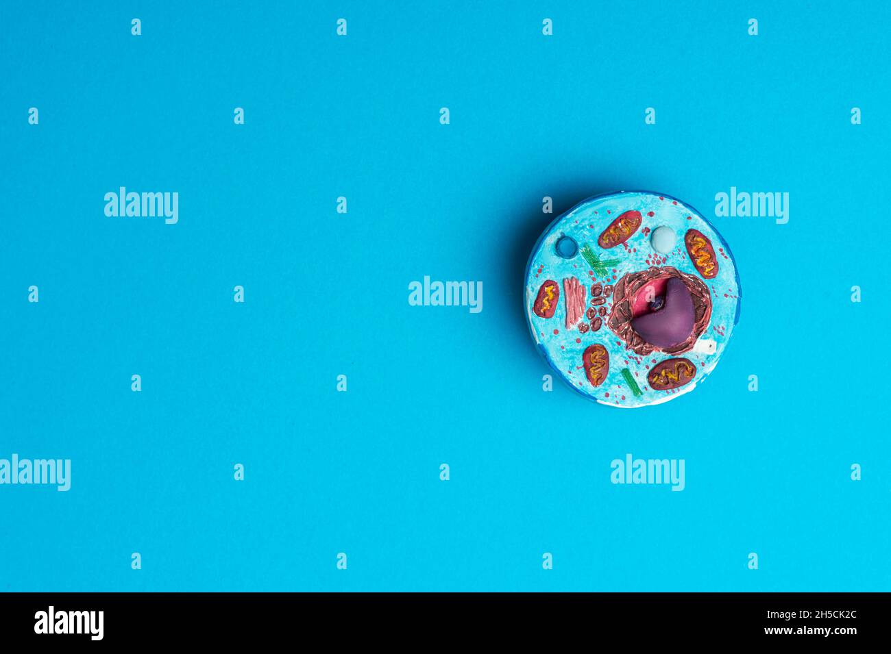 Human cell model on blue background. Biology and education concept ...