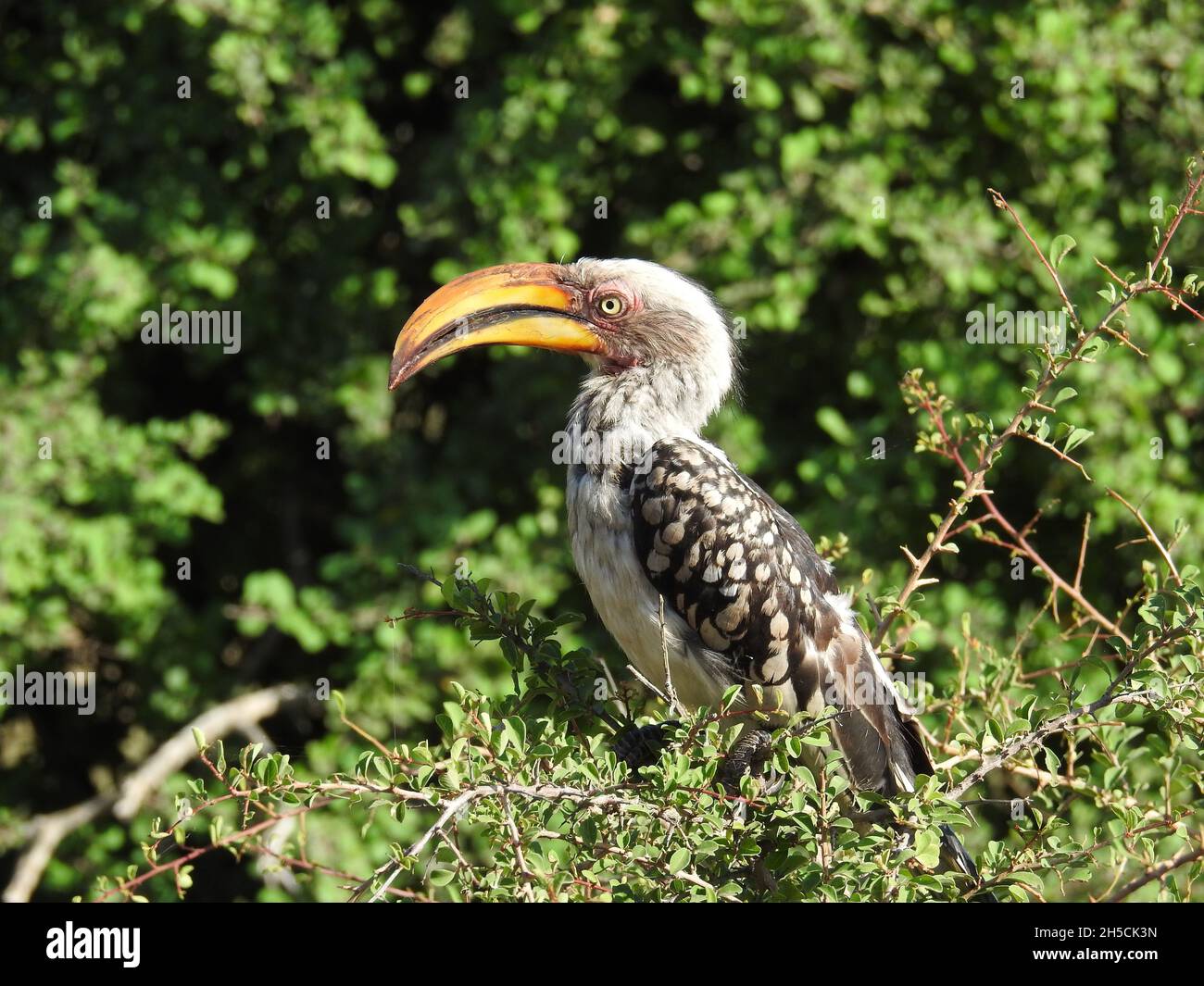 Beautiful view of flying banana bird in Kruger National Park in South ...