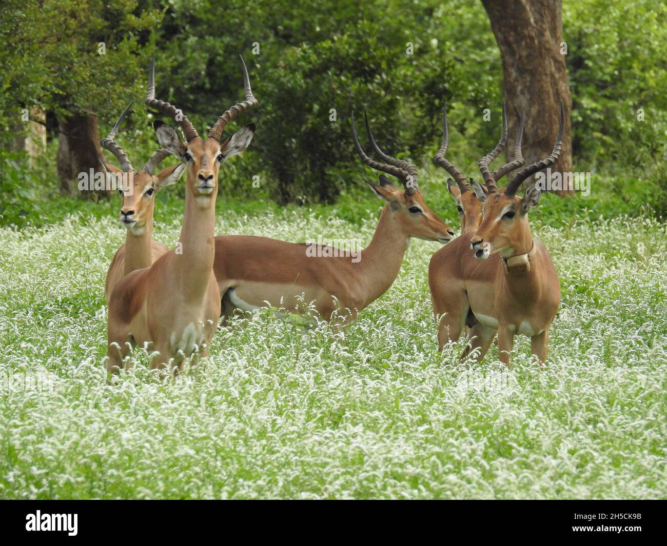 Springbok south africa flowers hi-res stock photography and images - Alamy