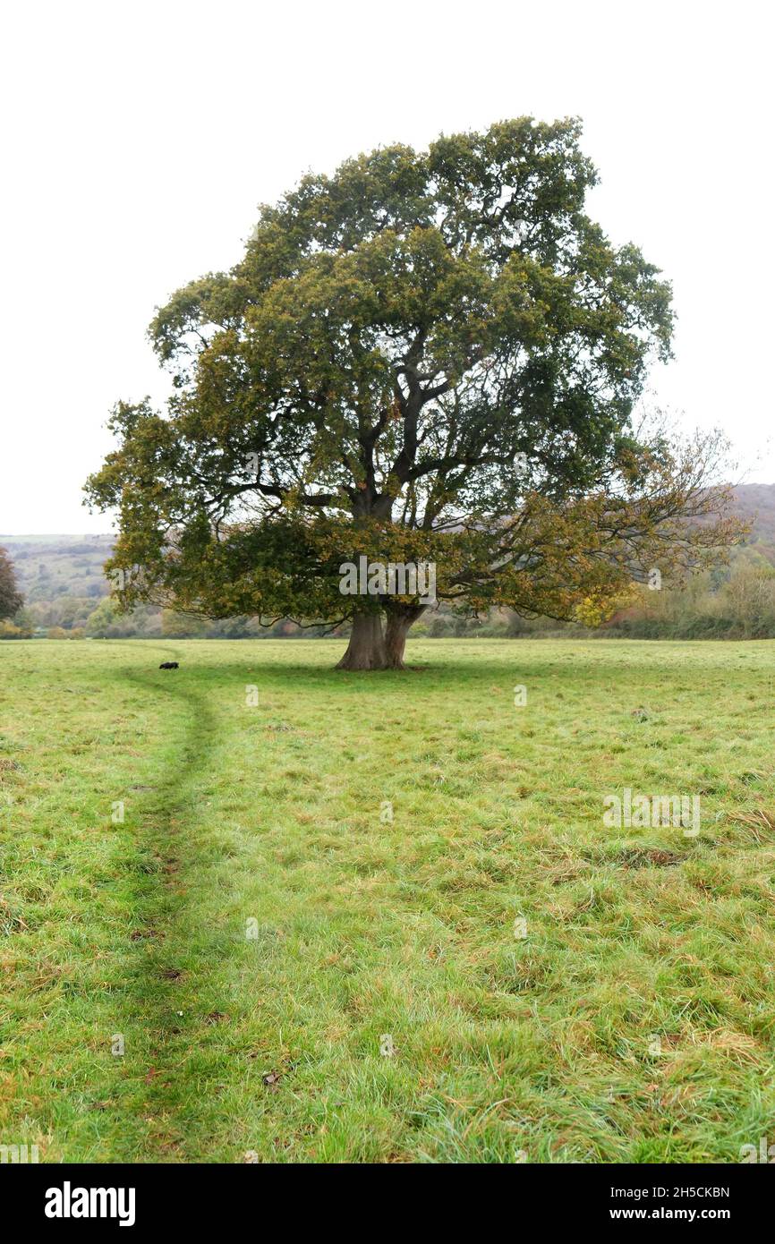 Lone single pasture hi-res stock photography and images - Alamy