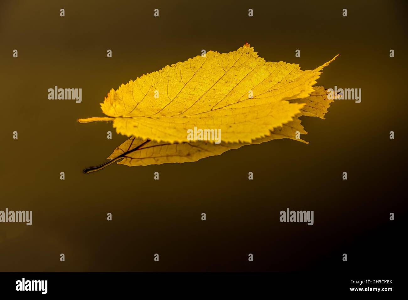 Hazel leaf hi-res stock photography and images - Alamy